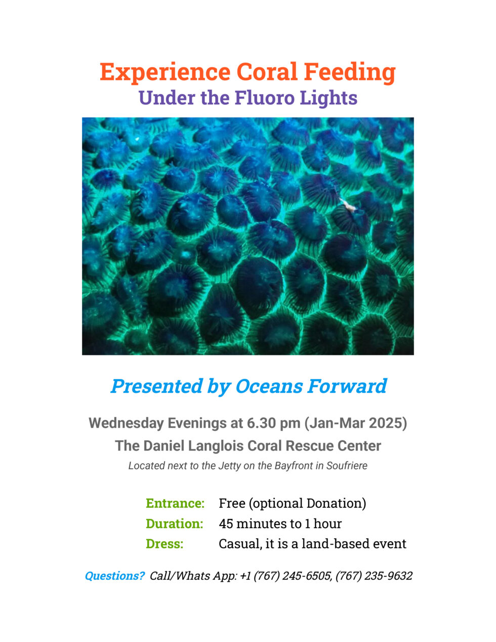 Feeding Coral at Night Under Ultraviolet (UV) Lights | Nature Island Dive