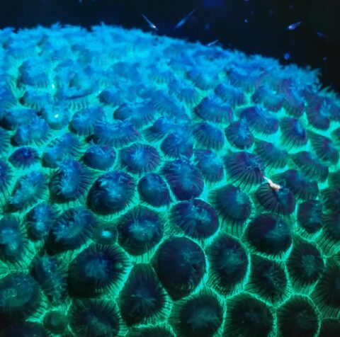 Feeding Coral at Night Under Ultraviolet (UV) Lights | Nature Island Dive