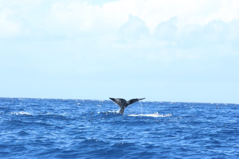 whale-tagging3 | Nature Island Dive